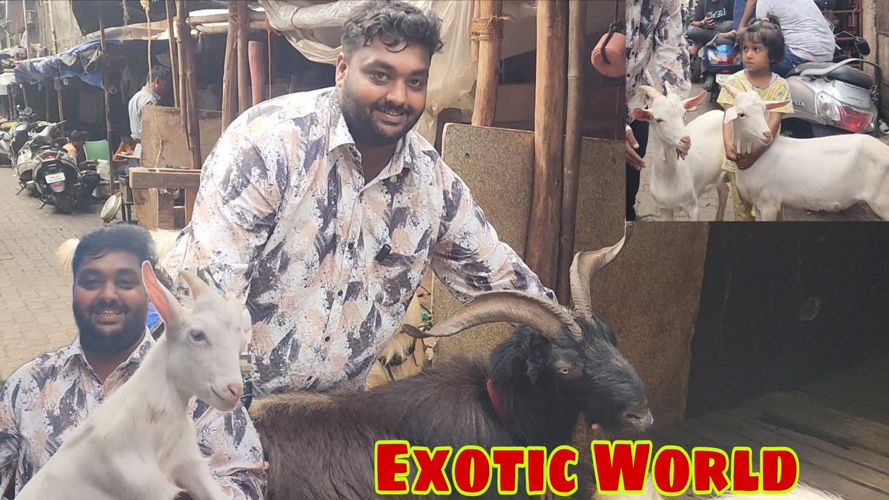 IMP Sanean Goats High Quality Breedline At GK Goat Farm Mumbai Nagpada ...