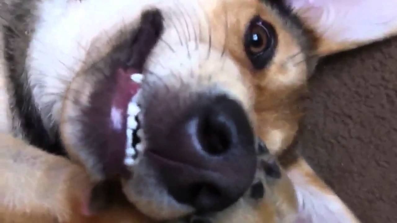 Kenny the dog - YouTube