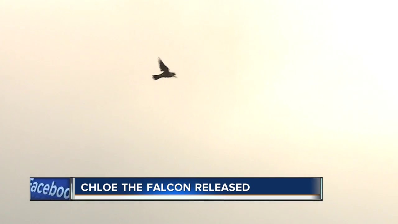 Rehabilitated falcon released back into the wild - YouTube