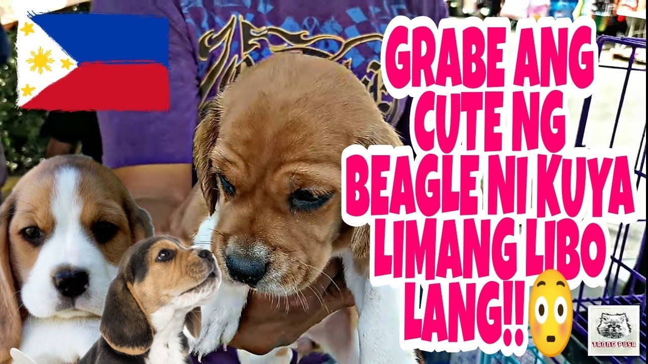 PETS AND ANIMALS FOR SALE IN THE PHILIPPINES MARILAO, BULACAN! vlog#345 ...