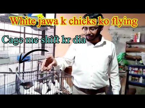 White Java Sparrow K Chicks Ko Flying Cage Me Shift Kr Dia||White Java|| - YouTube