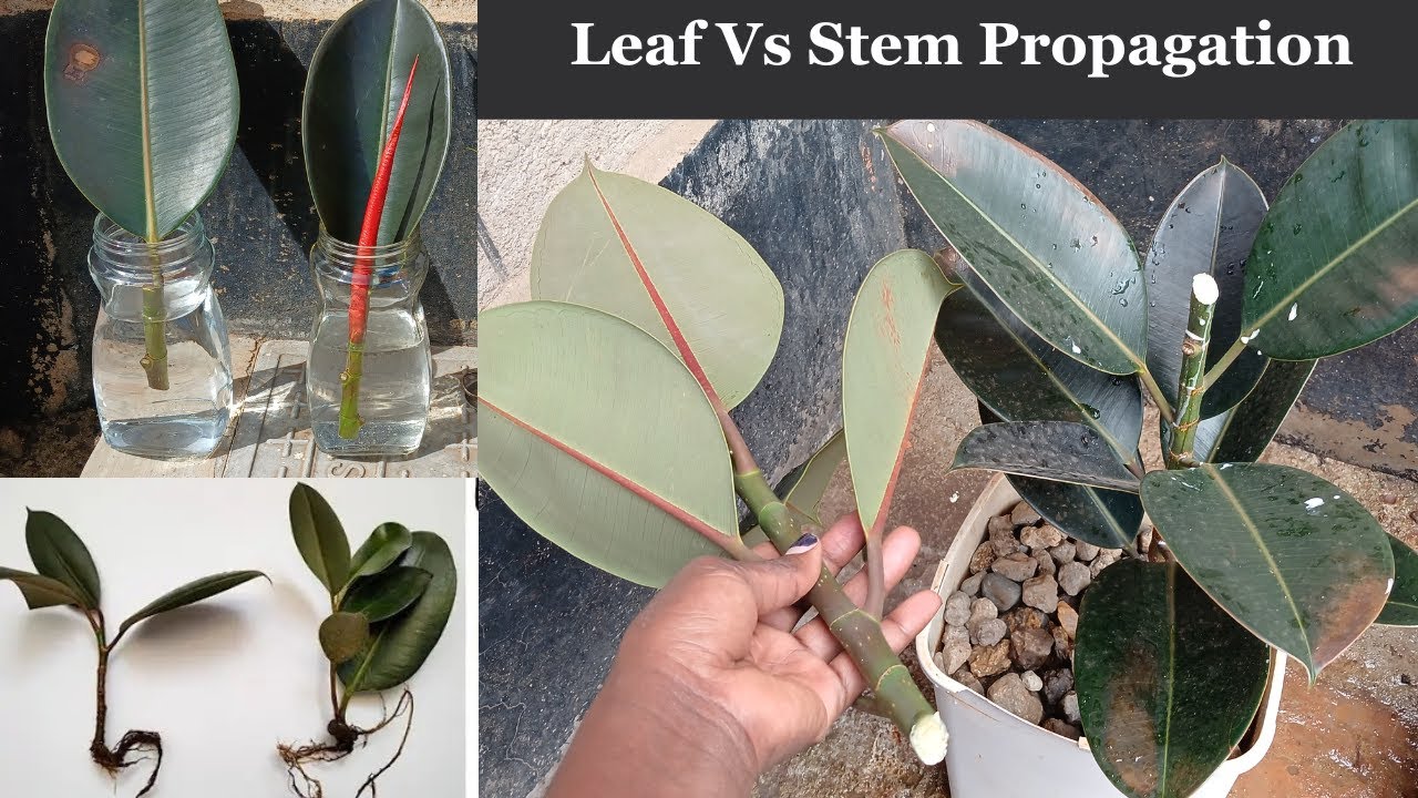 Rubber Plant Propagation And Branching Method That Works - YouTube