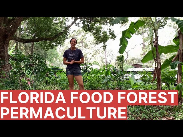 First Food Forest Florida How To Grow A Food Forest The New York