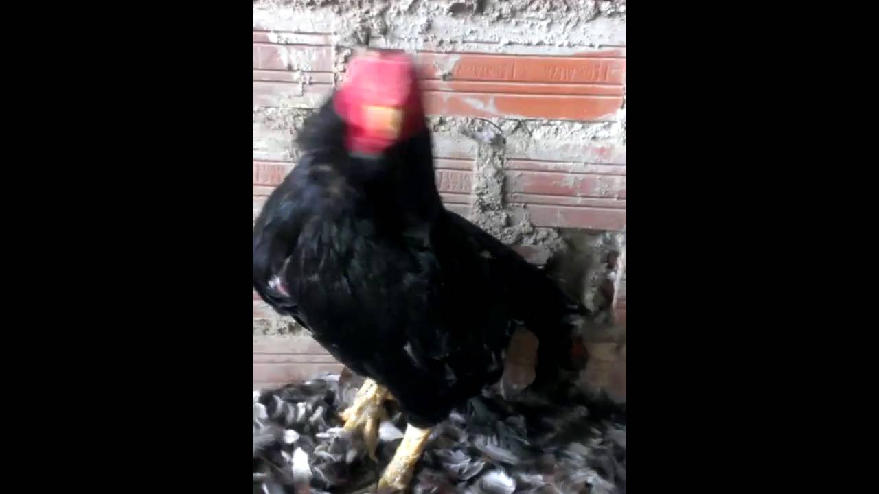 gallo asil puro reza - YouTube