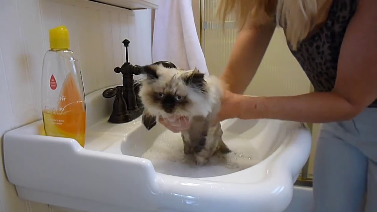 Kitties Bath Time - How to Give a Kitty a Bath - Victorian Gardens ...