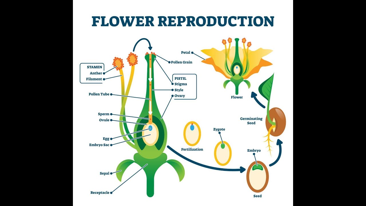 Sexual reproduction in flowering plants is a fascinating process ...