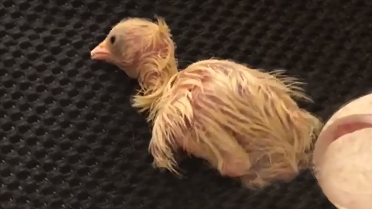 Baby Bird Hatching 🐣 Cute Baby Chick Hatches From Egg! 🥚🐤 - YouTube