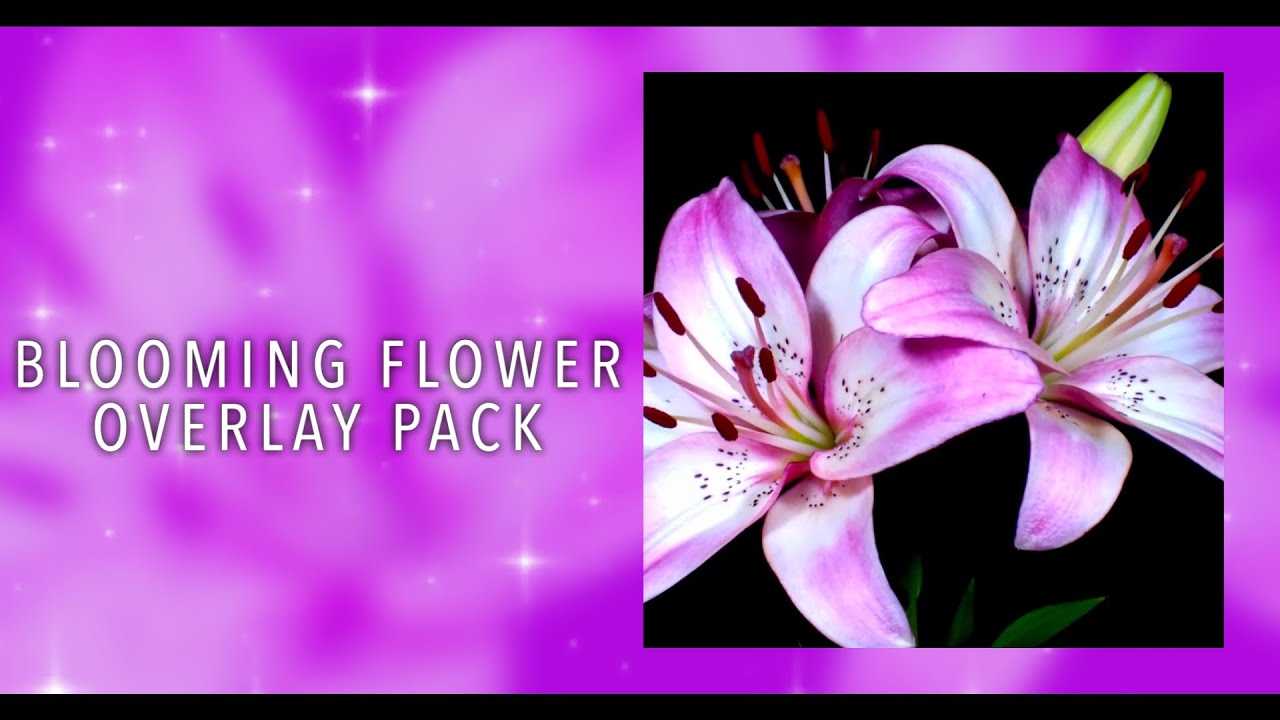 Blooming Flower Overlay Pack [Link In Desc] - YouTube