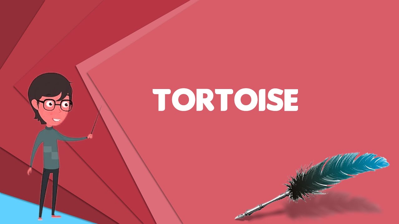 What is Tortoise? Explain Tortoise, Define Tortoise, Meaning of ...