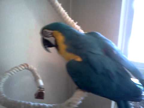 Smart crazy macaw singing God loves u - YouTube