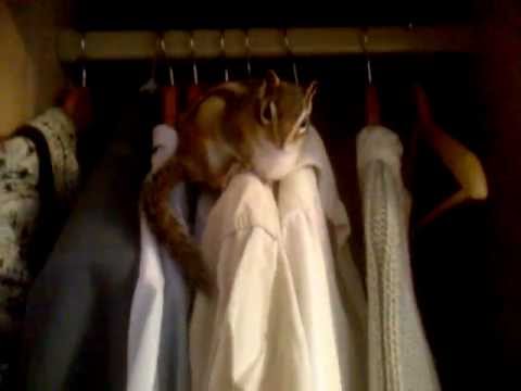 Burunduk - Alvin Duńczyk i wieszaki