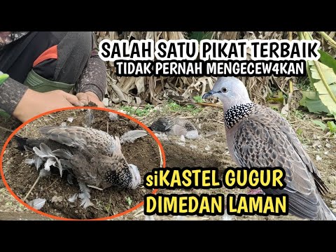 PIKAT siKASTEL SALAH SATU PIKAT TERBAIK YANG TIDAK PERNAH MENGECEWAK4N‼ ...