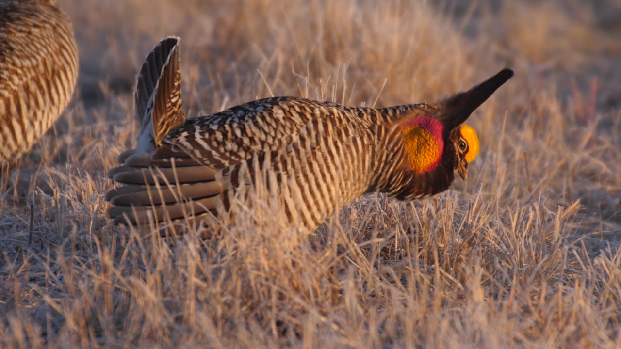 Greater Prairie Chicken Lek Minnesota Tympanuchus WMA April 2019 - YouTube
