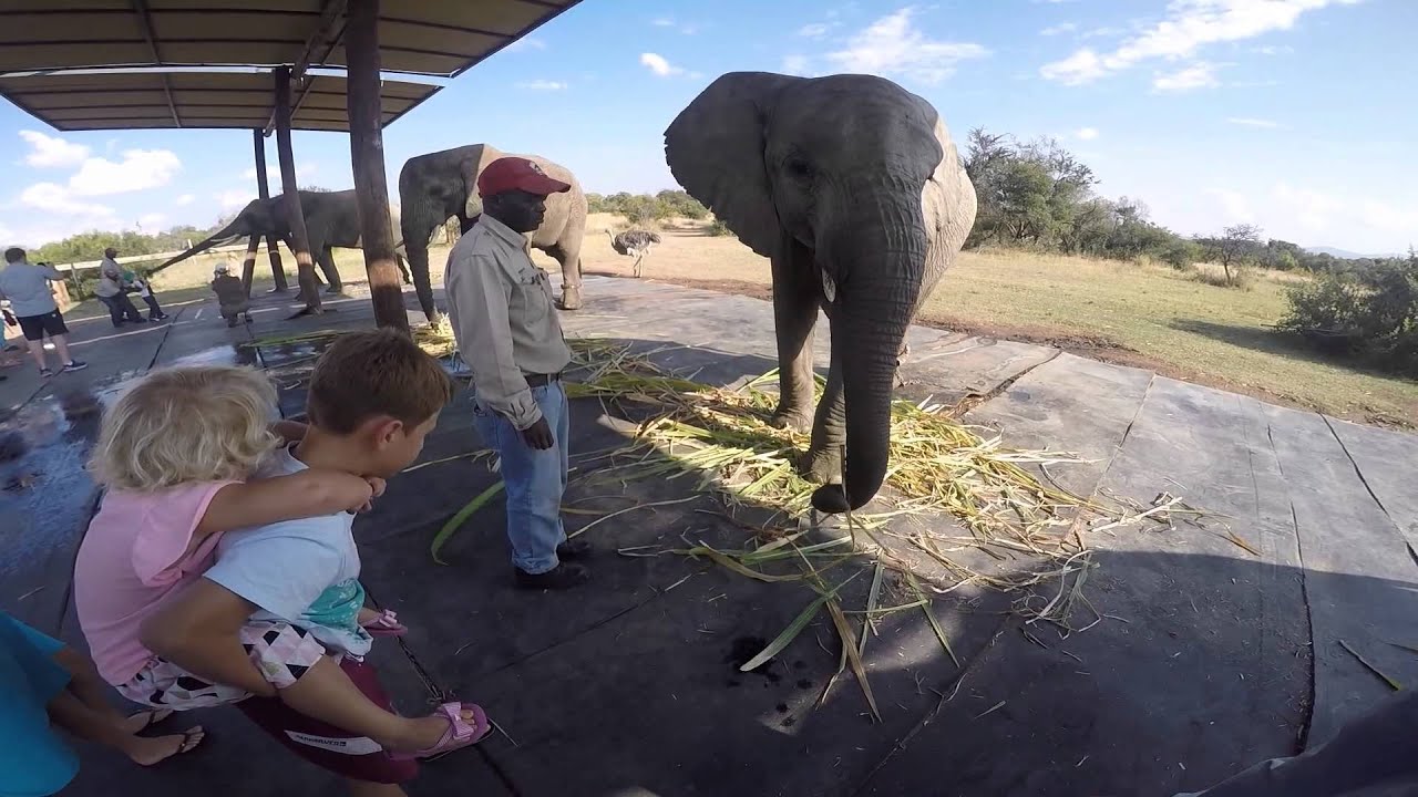 Adventures with Elephants - YouTube