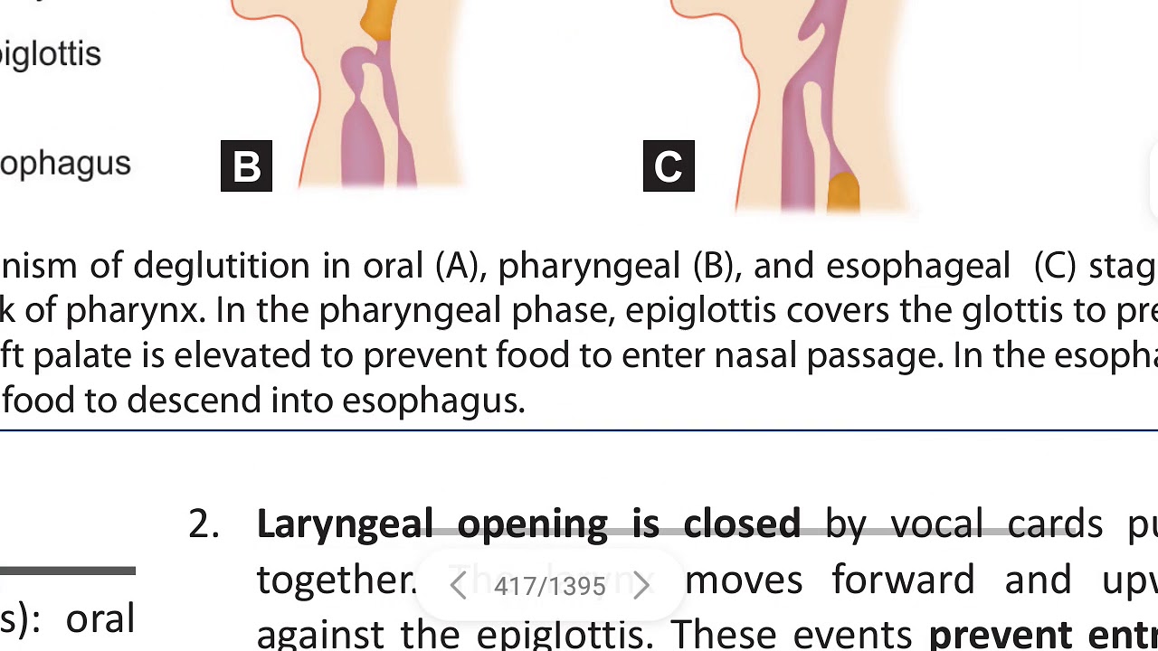 Deglutition or Swallowing & Stages of deglutition - YouTube