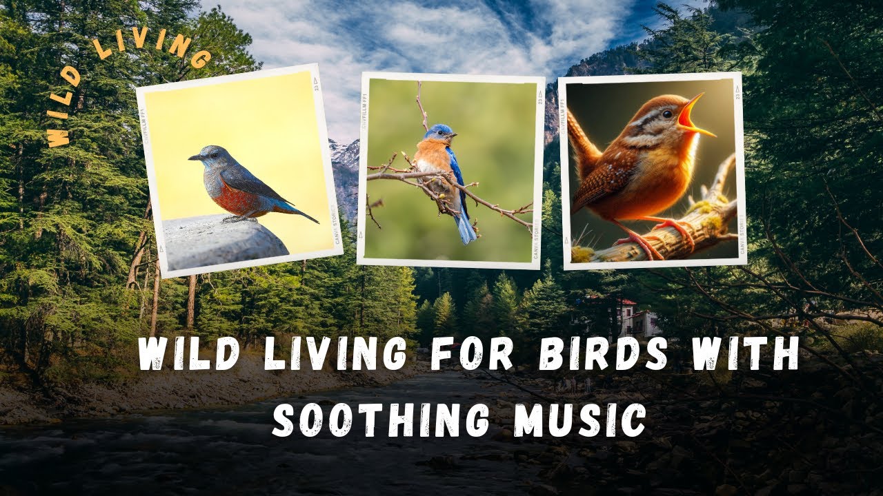 Wild living for birds with soothing music - YouTube