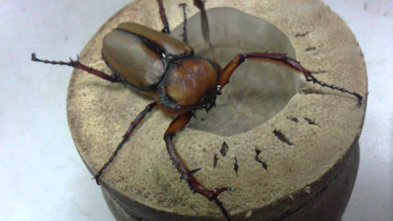 HD Propomacrus davidi from Kingdom of Beetle Taiwan (origin :China).MP4 ...