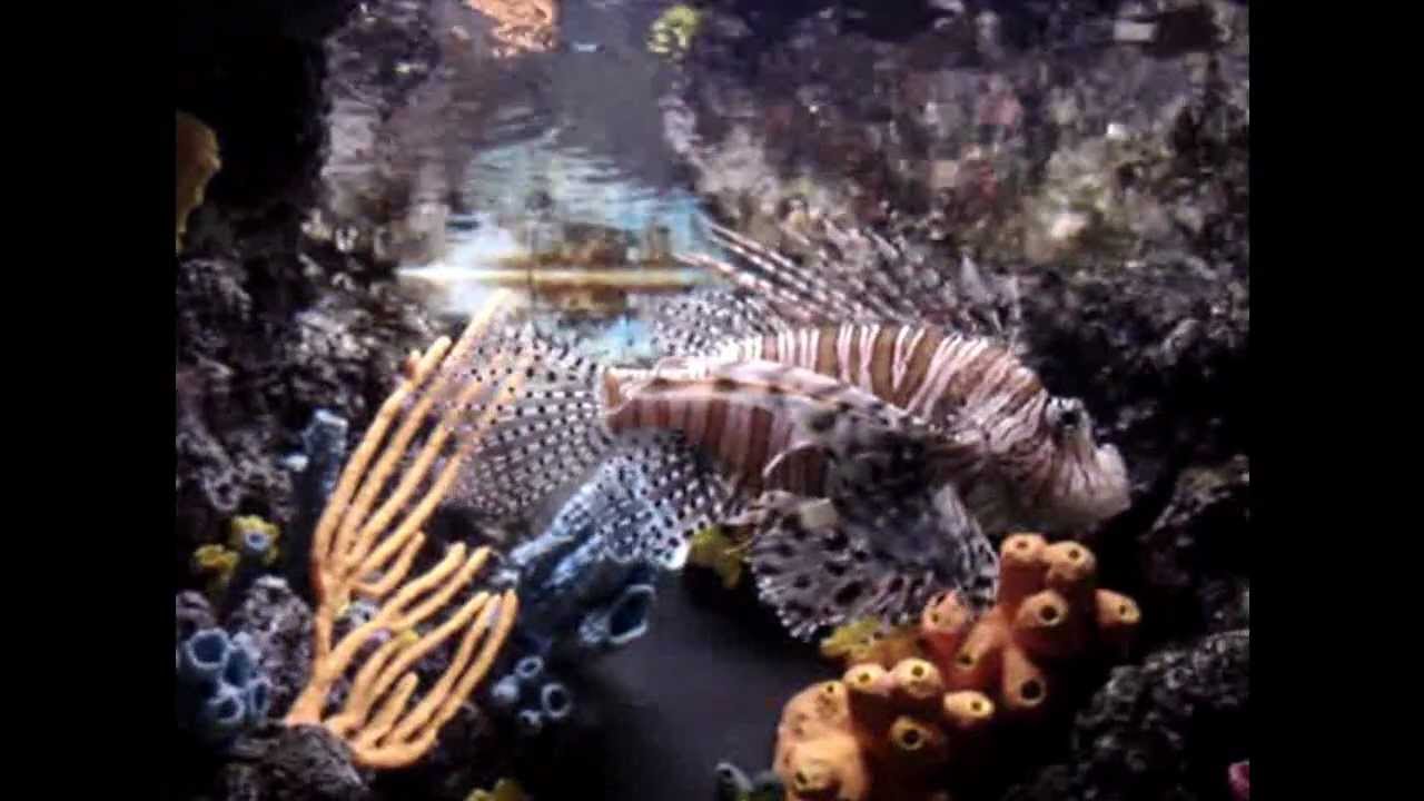 Cleveland Metroparks Zoo Aquarium-2 - YouTube
