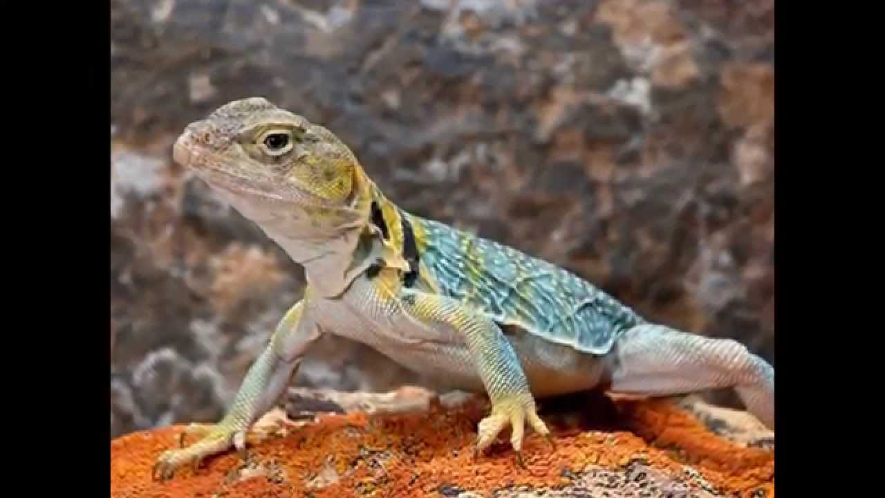 My Beautiful Lizards - YouTube