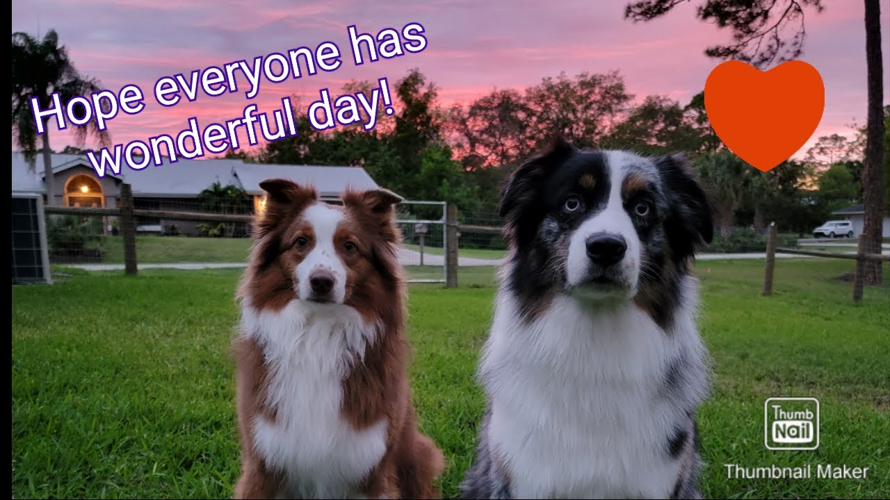 Stream for WH #live #dog - YouTube