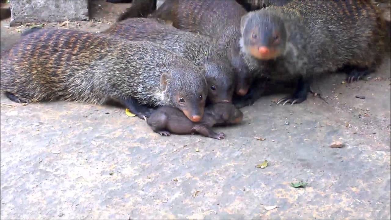 A New Baby Banded Mongoose 16 04 2016 - YouTube