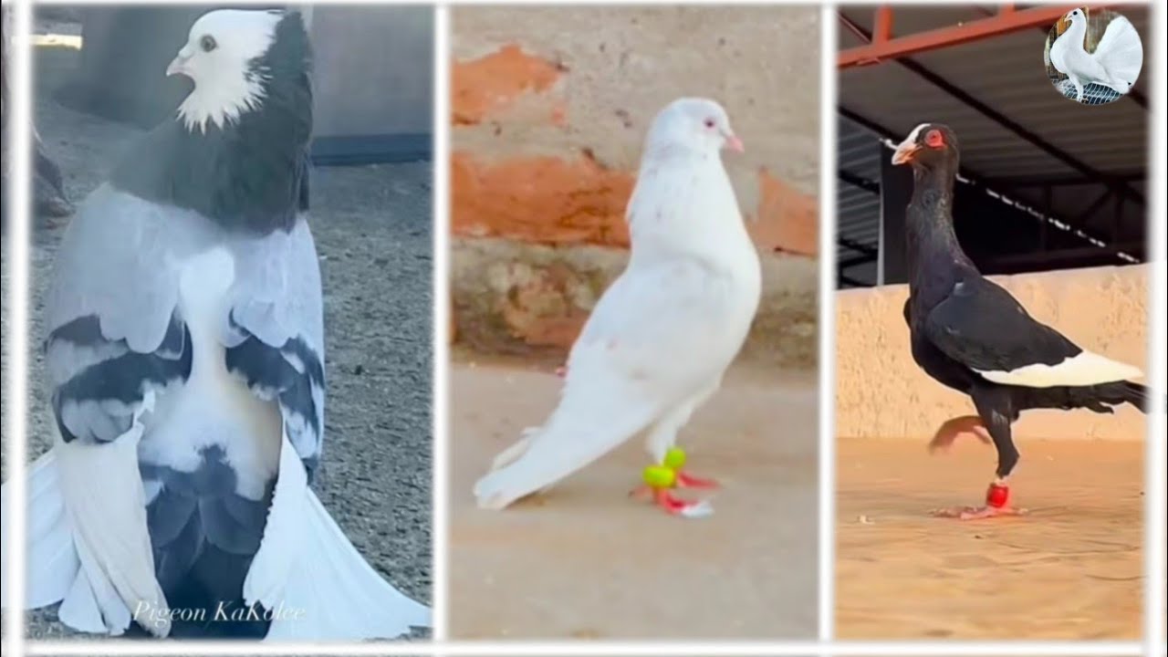 Kabutar Pigeon ️ Ki video || New Kabutar video 🥰 || best Kabutar Baazi ...
