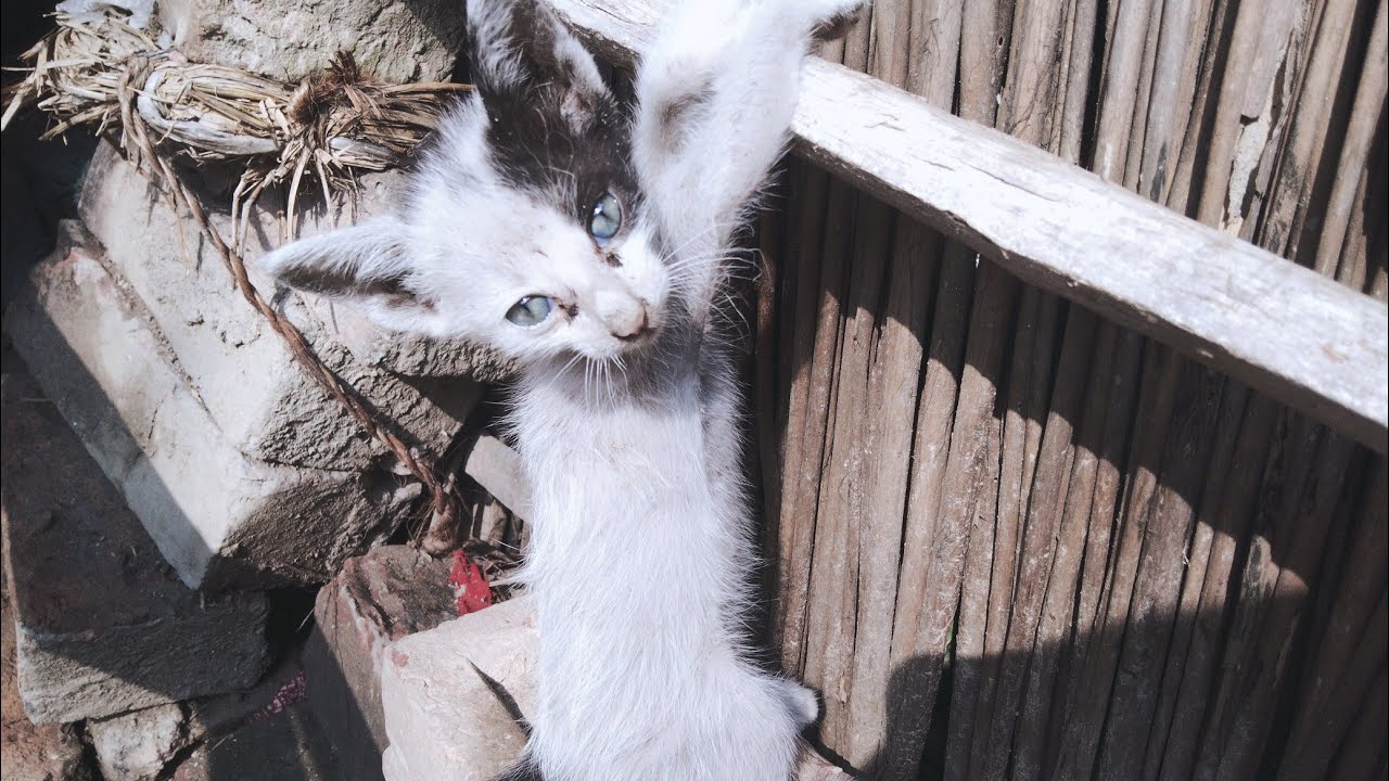 What cats do when they close the cage when kittens are disturbed - YouTube