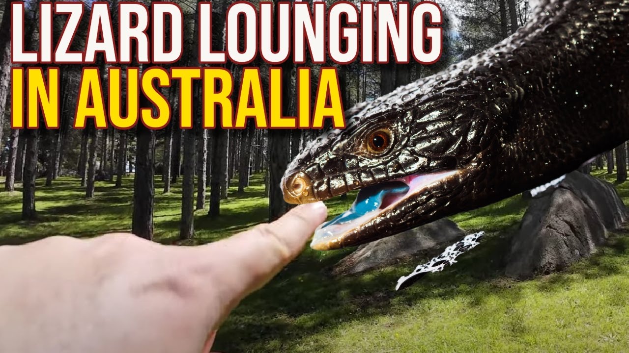 Australia Lizard Lounging - YouTube