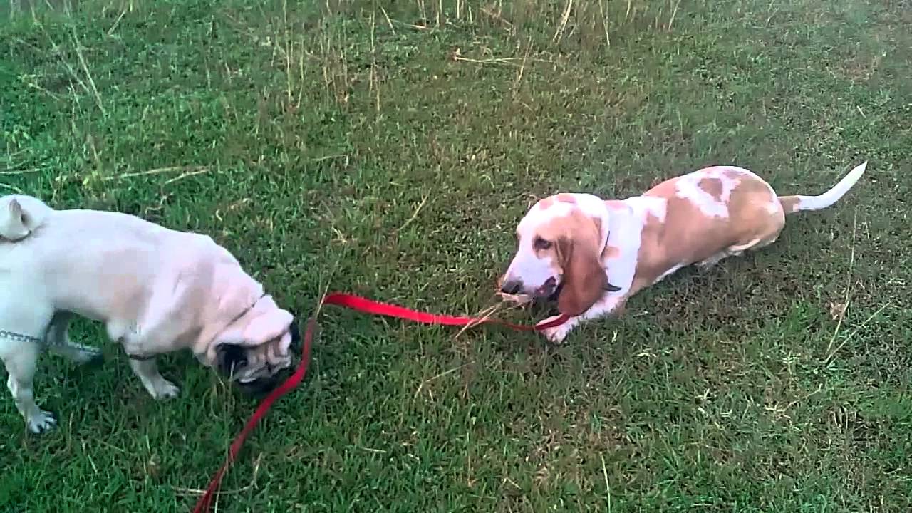 Pug Trying to Mate With Basset Hound Dog Mating Video - YouTube