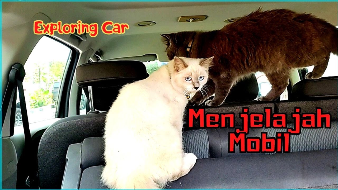Kucing yang Ingin menyelidiki dalam mobil - YouTube