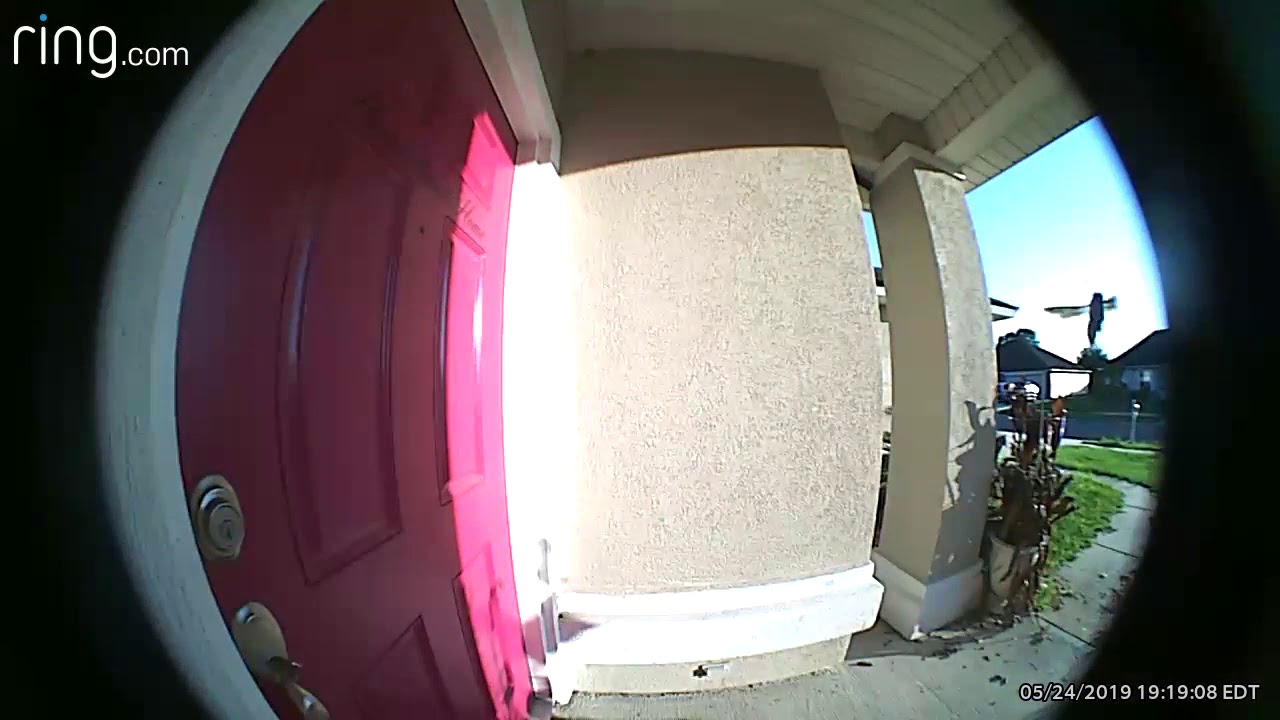 Wasp checks out my ring camera - YouTube