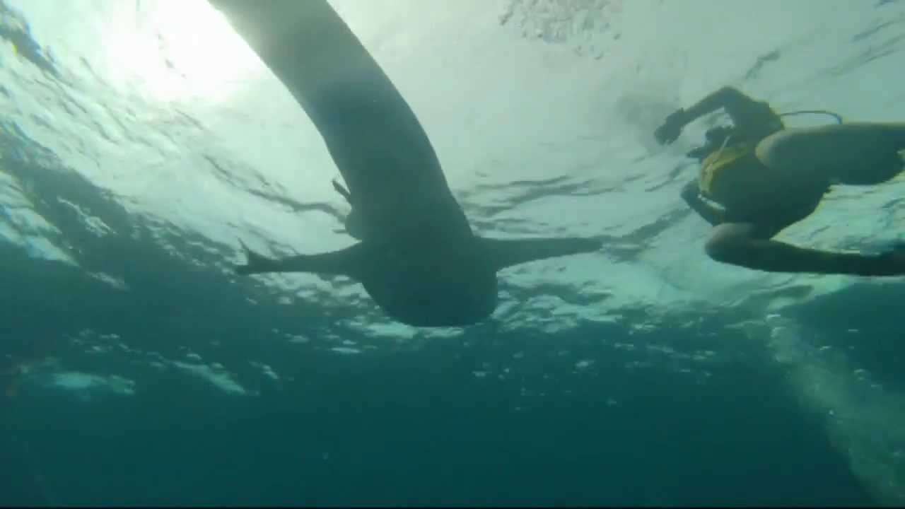 Cambodia Koh Prins Island - Whaleshark - YouTube