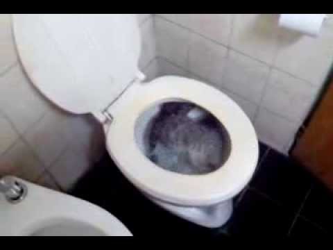 Gato se cae Al inodoro y sobrevive