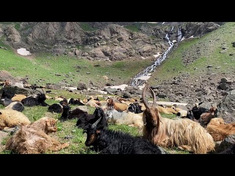 Dengbej İshak Goyi - Axa Bego 💐 Kürtçe YENİ Uzun Hava Dengbeji [ Stranen Kurdî ]
