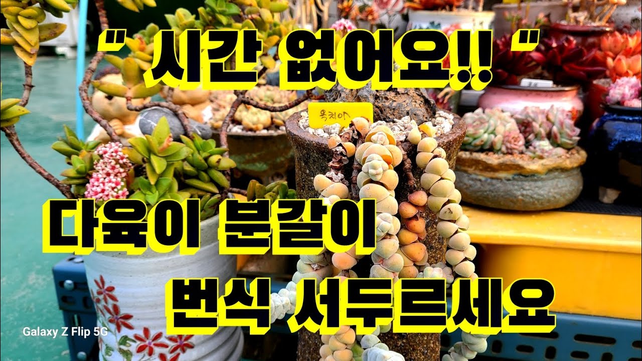 두어달 남짓 남은 봄여름에 죽지 않게 확실한 뿌리 내림을 위해 서두르세요분갈이번식옥상다육이 걸이대다육이