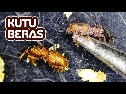 Kutu Beras | Boleh makan ke? Macam mana nak halau dia? - YouTube