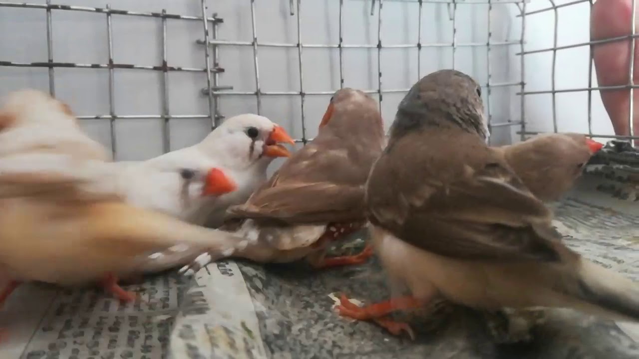Finch breeding pair for sale - YouTube