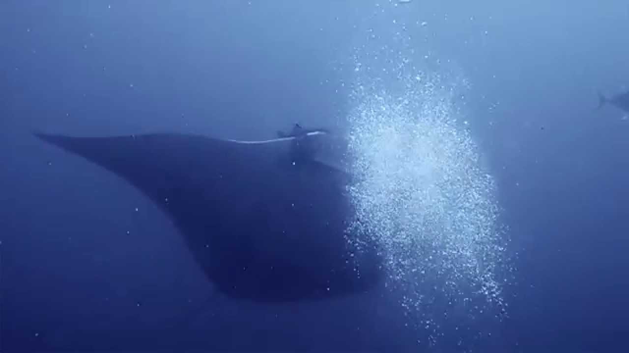Worlds Largest Manta