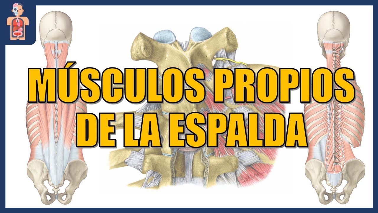 ANATOMÍA - MÚSCULOS PROPIOS DE LA ESPALDA (ESPLENIOS, ERECTOR DE LA ...