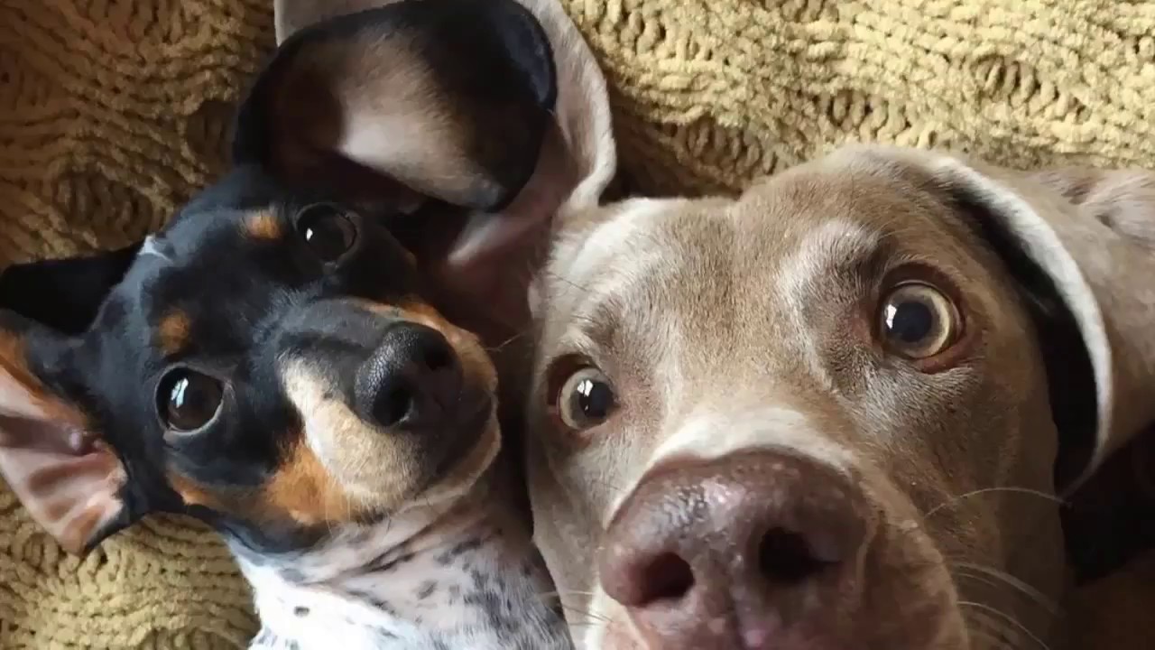 Compilação de vídeos de cachorros - Amigos em grandes momentos - YouTube