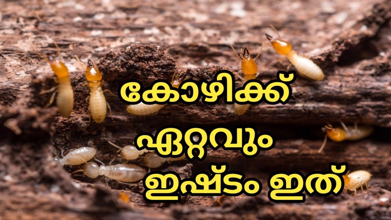 chithal eating will increase egg production, Insects for hen - YouTube