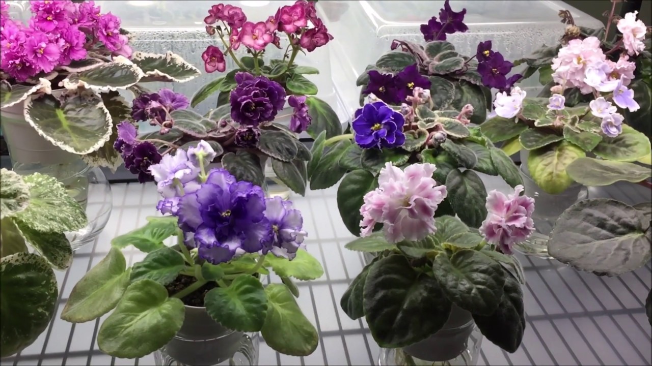 African Violets Blooming in January 2020 - YouTube