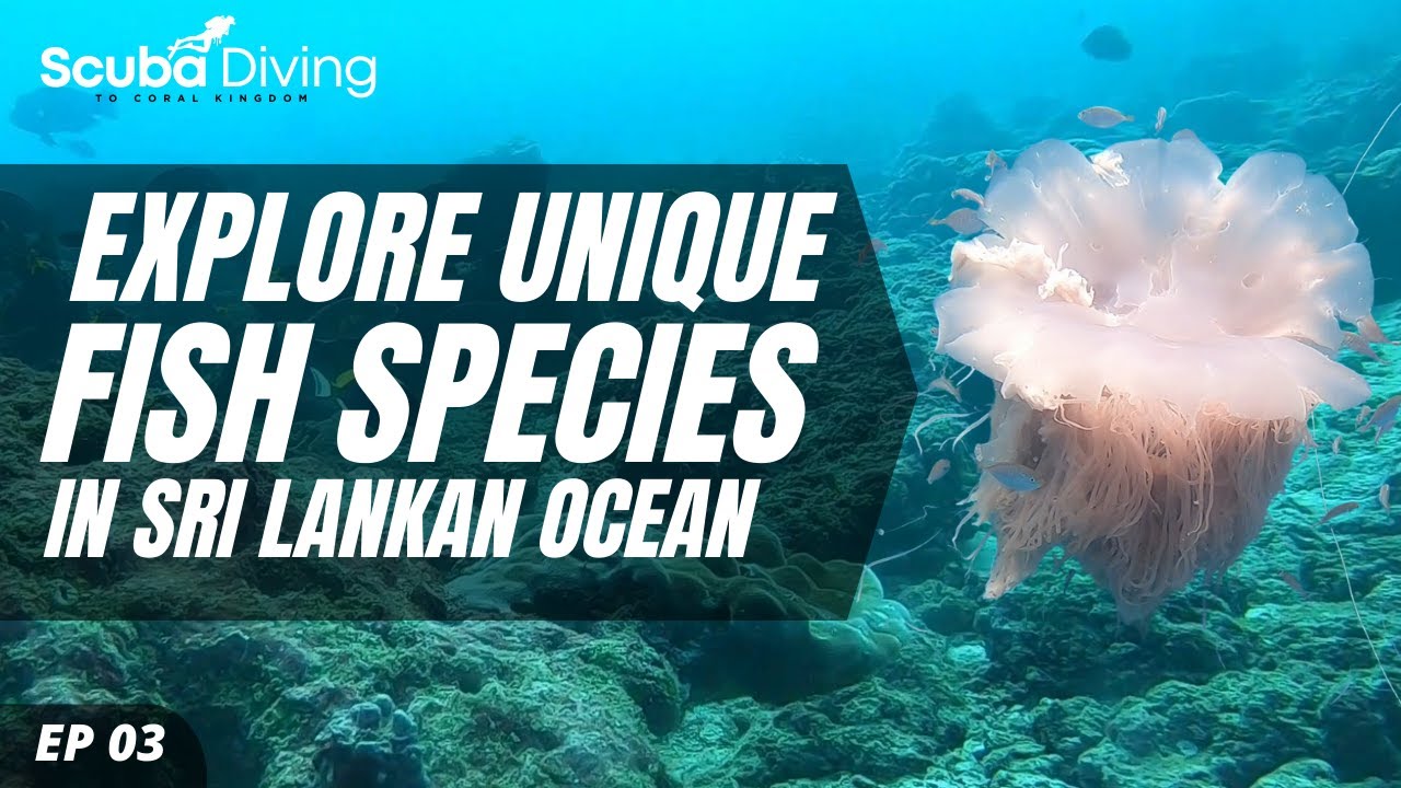 Watch Deep Sea Unique Fish and Jellyfish in Sri Lanka with Scuba Diving ...