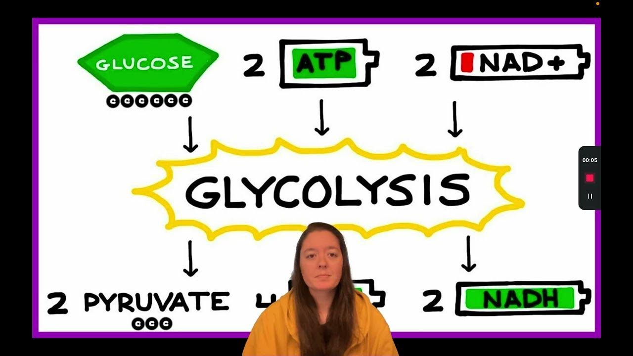Glycolysis - YouTube
