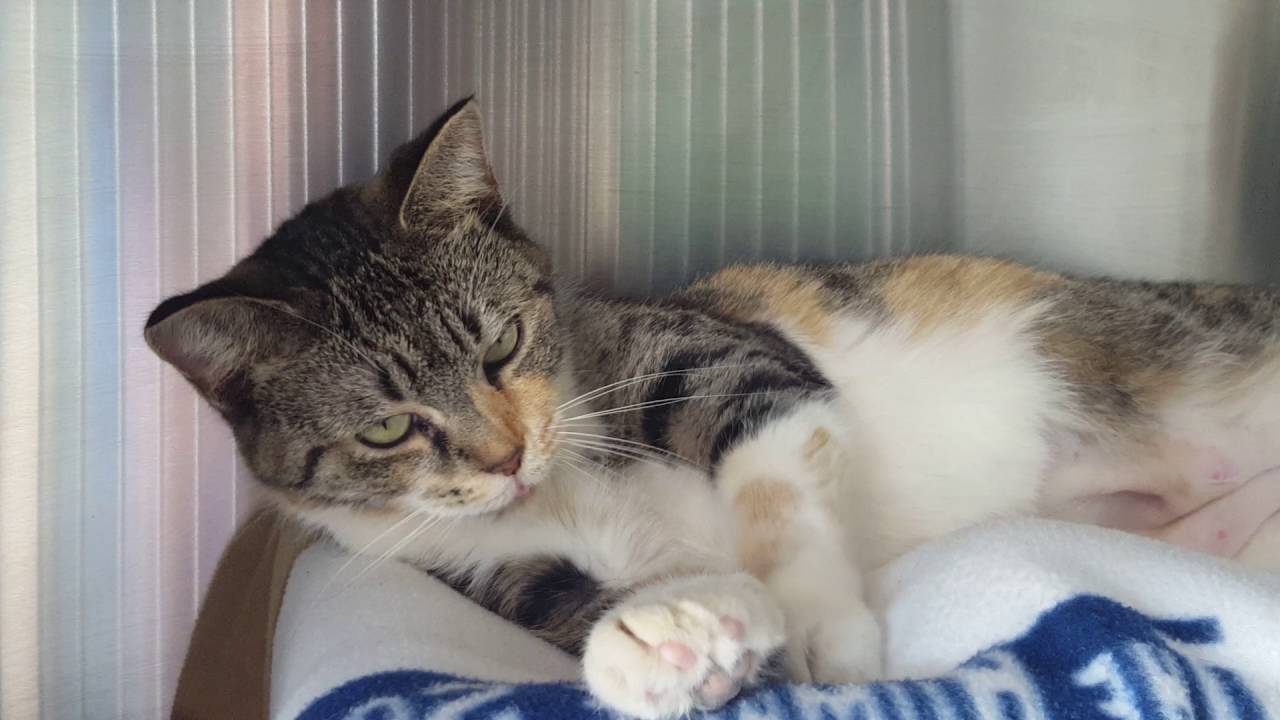 Pumpkin Spice the Cat - PEI HUMANE SOCIETY - YouTube