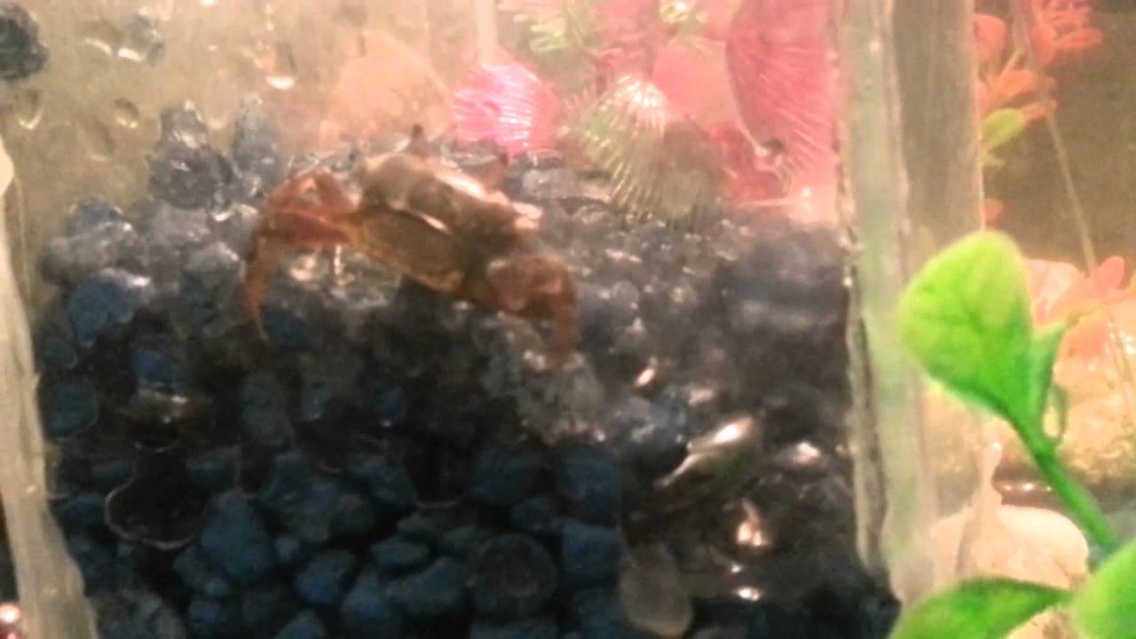 Fiddler crab in her diy underwater dry box - YouTube