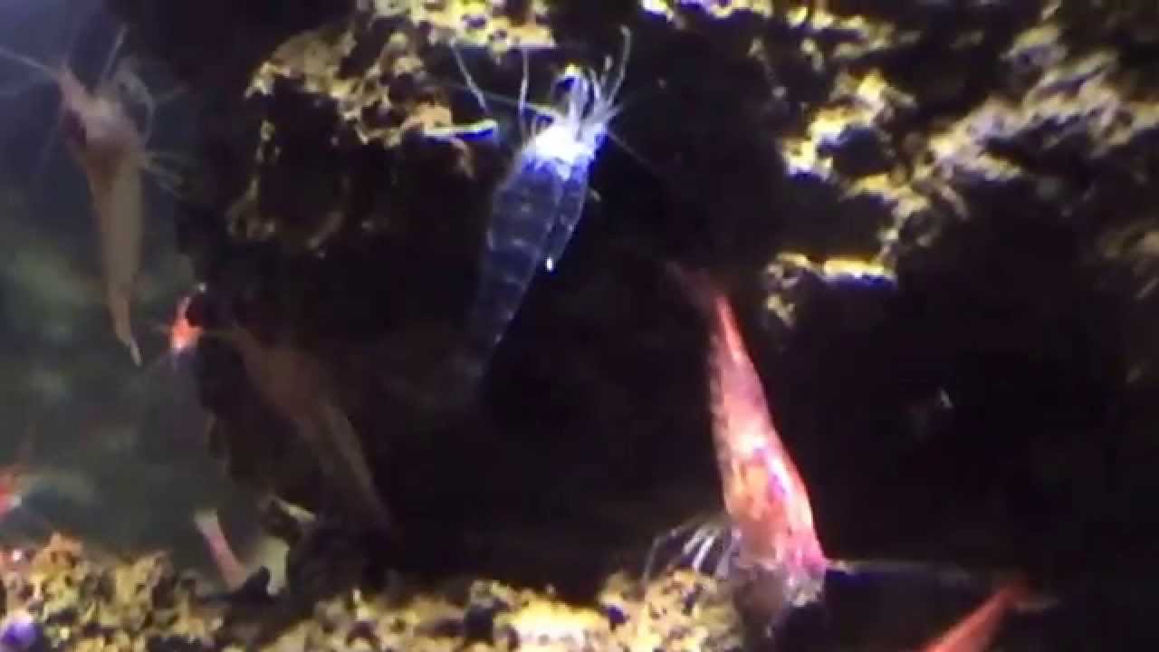Opae Ula Hawaiian Volcano Shrimp nibbling on molt - YouTube