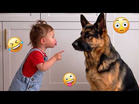Try Not To Laugh 🤣 Most Watched Funny Dog Videos Compilation 🐶🤣#27