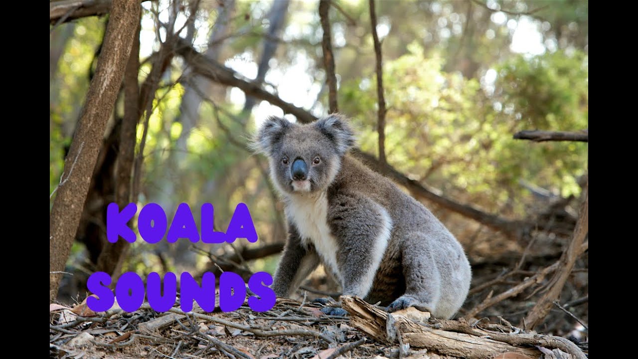 koala sounds - YouTube