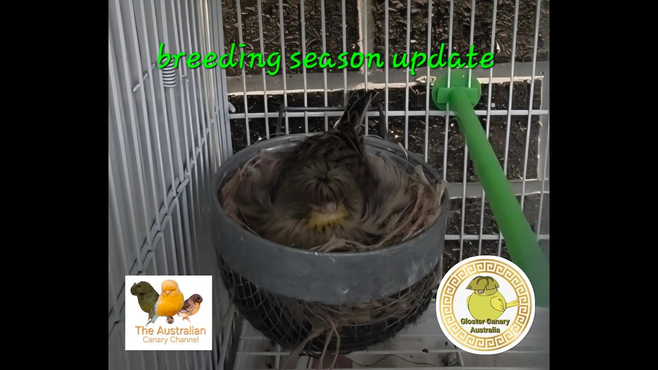 The Australian Canary Channel ( 14 ) - YouTube